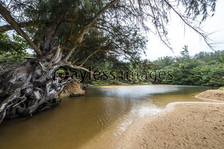 Pilaa Beach,Kauai,Hawaii,ピラアビーチ、カウアイ島、ハワイ - 商用利用可能な写真素材・イラスト素材ならストックフォト ...