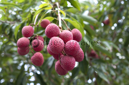 レイシ（ライチ トロピカルフルーツ）の実 - 商用利用可能な写真素材・イラスト素材ならストックフォトの定額制ペイレスイメージズ